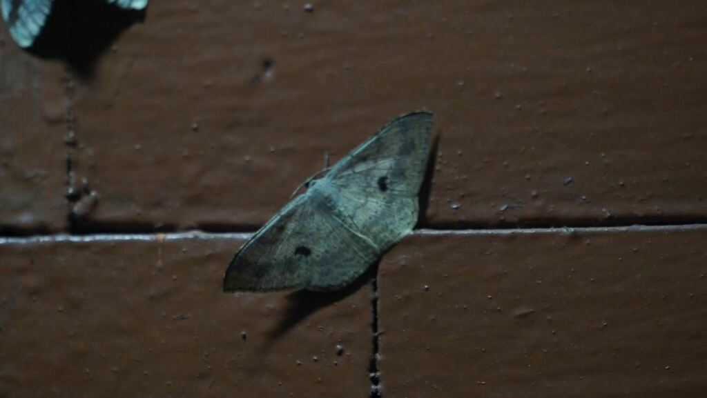 Butterflies and Moths from Mariyang H.Q. 791002 on May 20, 2022 at 11: ...