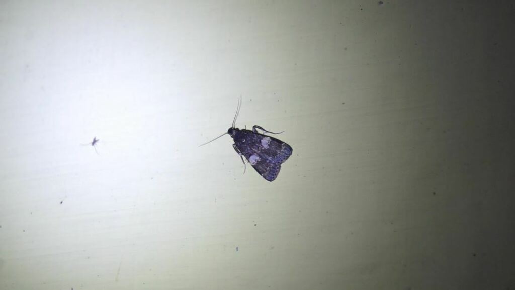 Hydrillodes from Mariyang H.Q. 791002 on May 20, 2022 at 11:55 AM by ...