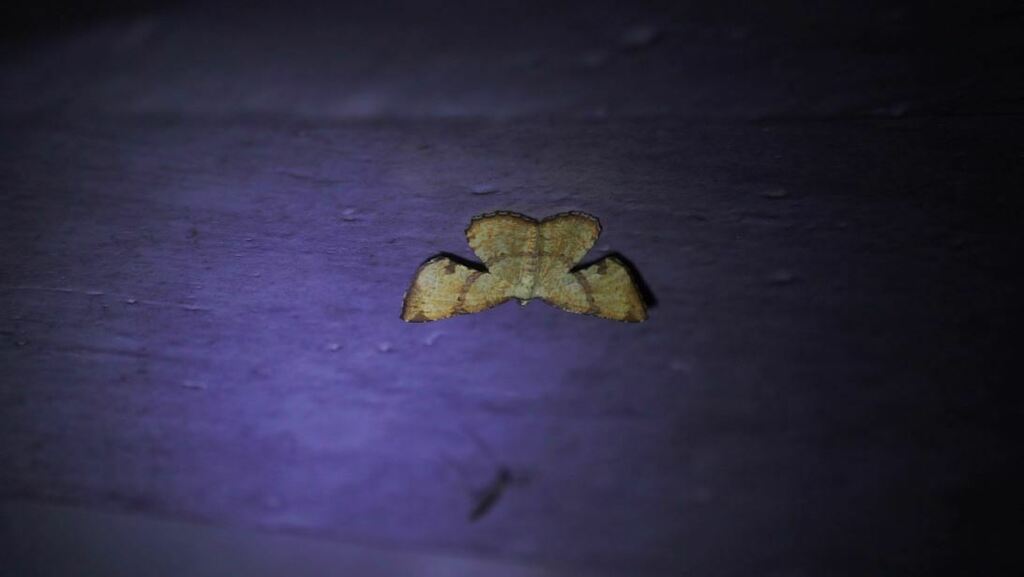 Corymica deducta from Mariyang H.Q. 791002 on May 20, 2022 at 11:55 AM ...