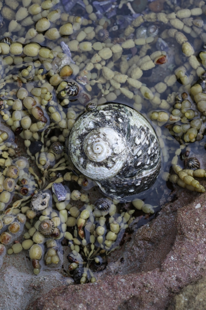 Rough turban shell from Wollongong NSW, Australia on December 27, 2023 ...