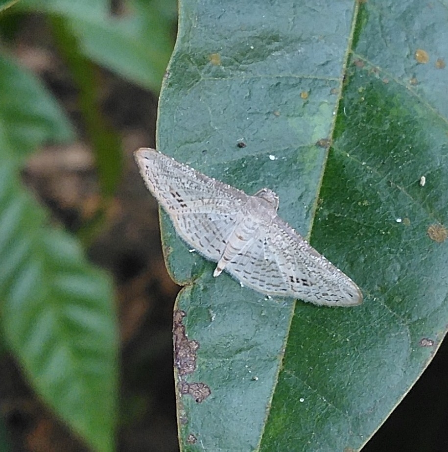 Rhodoneura from Neduva on December 27, 2023 at 11:13 AM by Kenz ...