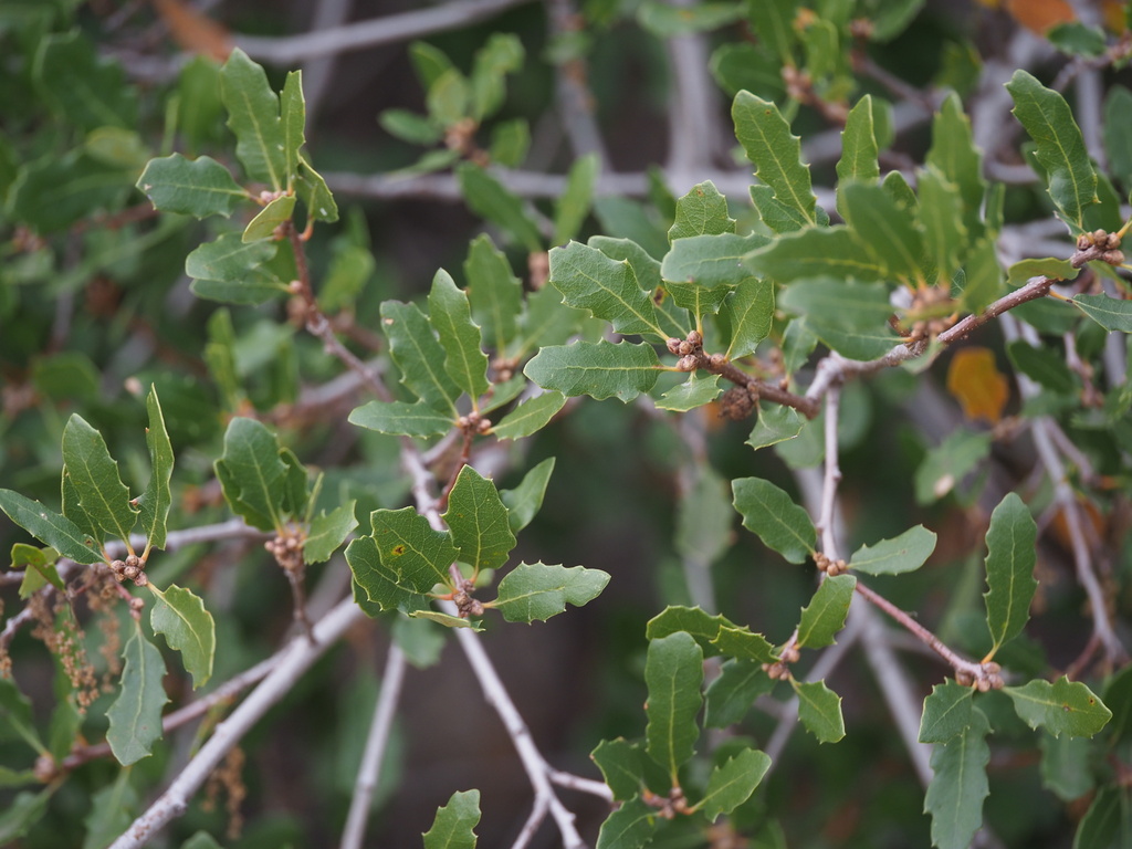 California scrub oak from Cleveland National Forest, Murrieta, CA, US ...