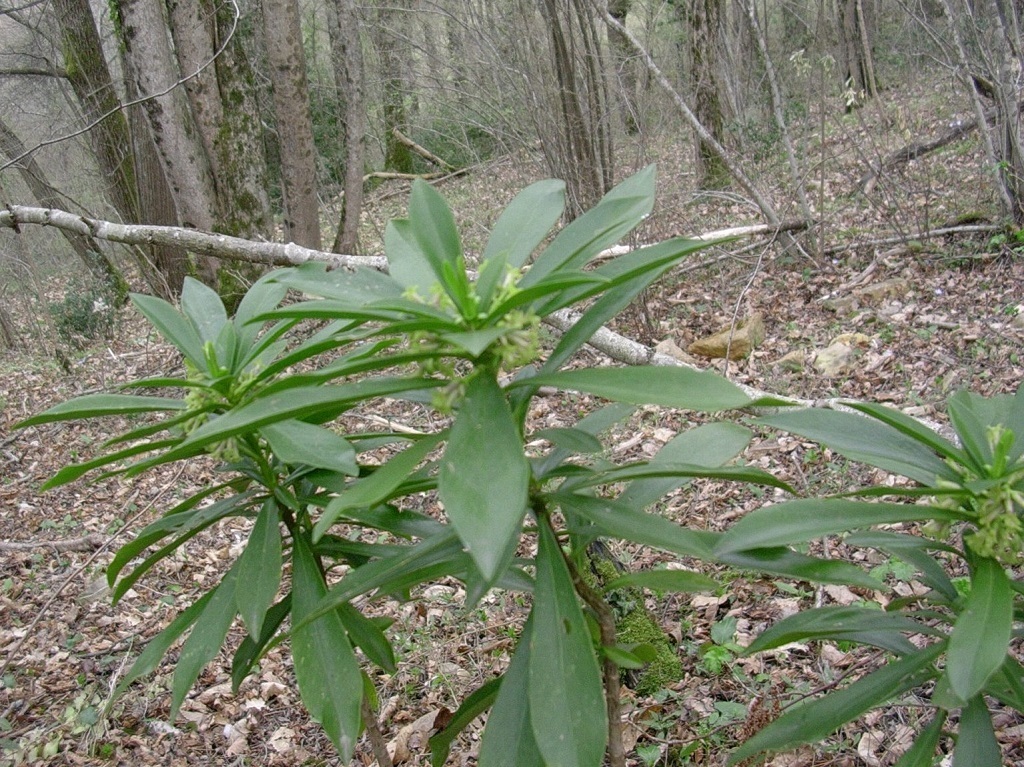Spurge-laurel from 09000 Foix, France on March 26, 2006 at 01:36 PM by ...