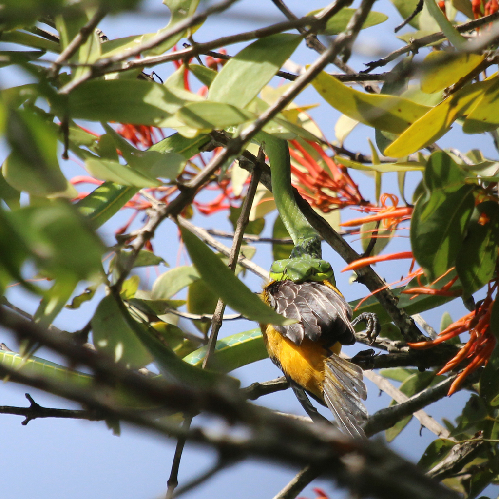 Green Vine Snake from Felipe Carrillo Puerto, Quintana Roo, Mexico on ...