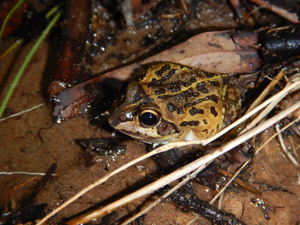 Short-footed Frog from Woodlands QLD 4343, Australia on December 24 ...