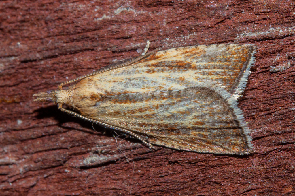 Cabbage tree bell moth from Broad Bay, Dunedin, New Zealand on December ...