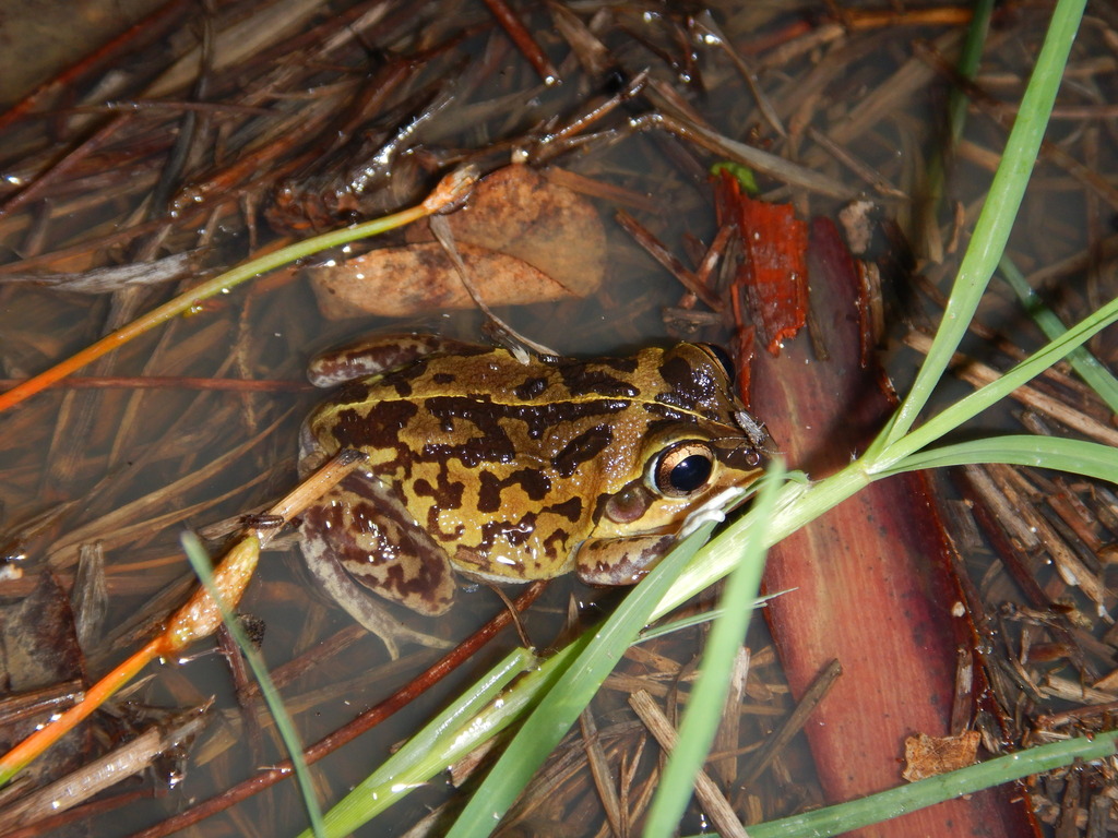 Short-footed Frog from Woodlands QLD 4343, Australia on December 24 ...