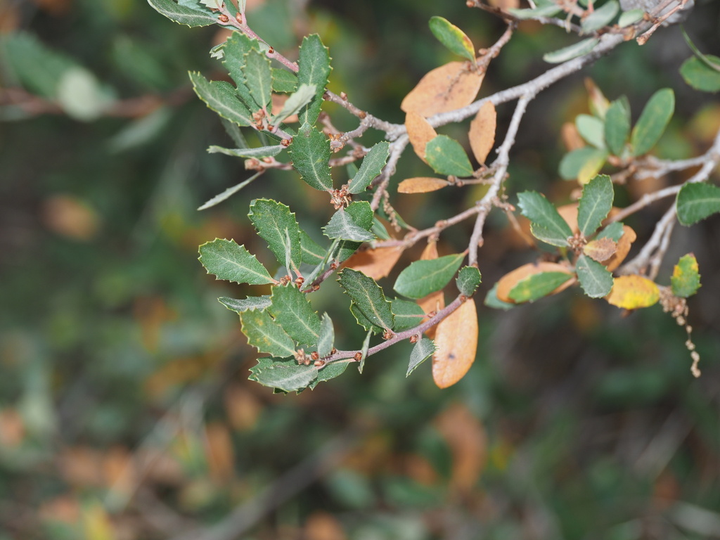 California scrub oak from Cleveland National Forest, Murrieta, CA, US ...