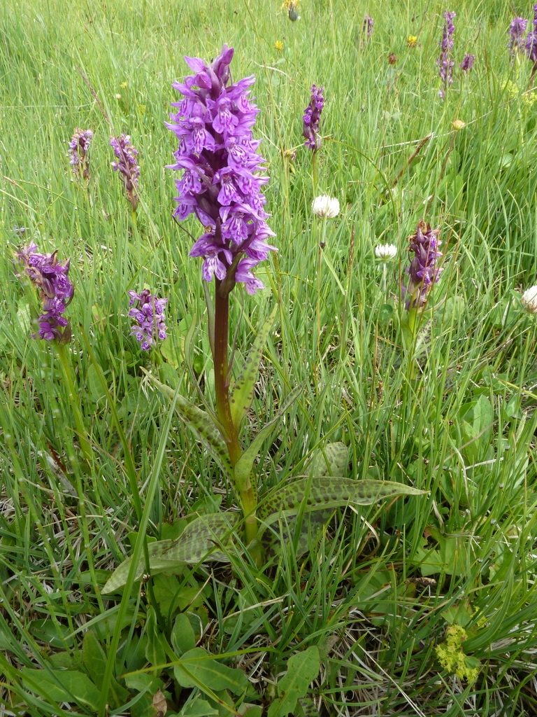 Broad-leaved Marsh Orchid from 7504 Pontresina, Suïssa on July 11, 2017 at 04:47 PM by raimon ...