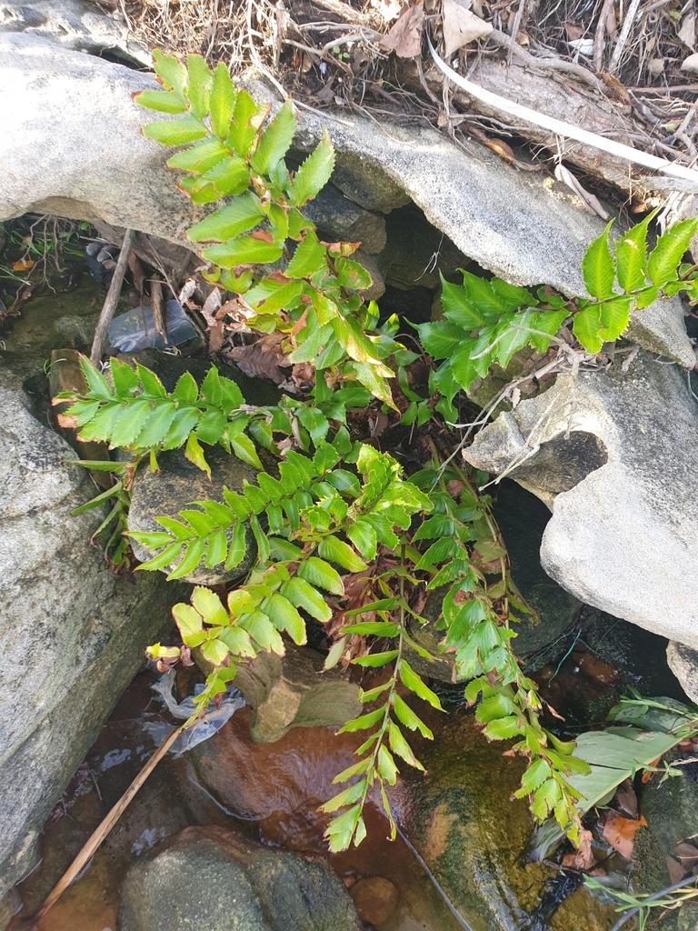 house holly-fern from Marine Pde opp Bond St, Maroubra NSW 2035 ...