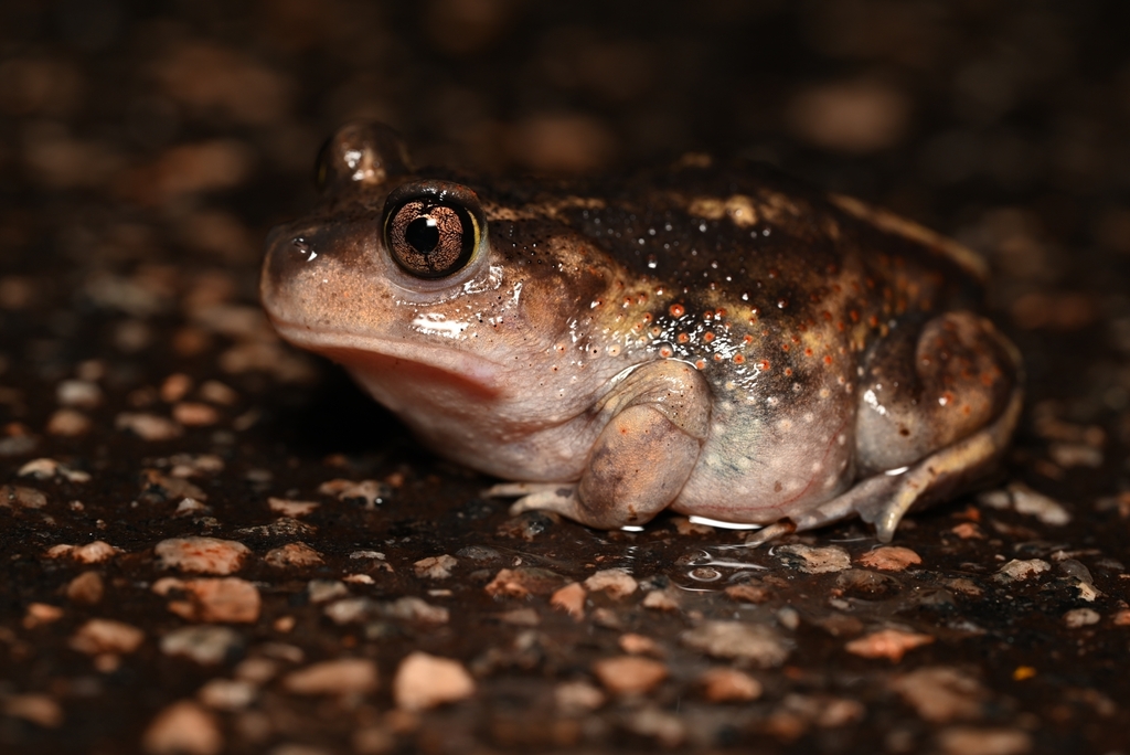 Eastern Spadefoot in December 2023 by Kevin · iNaturalist