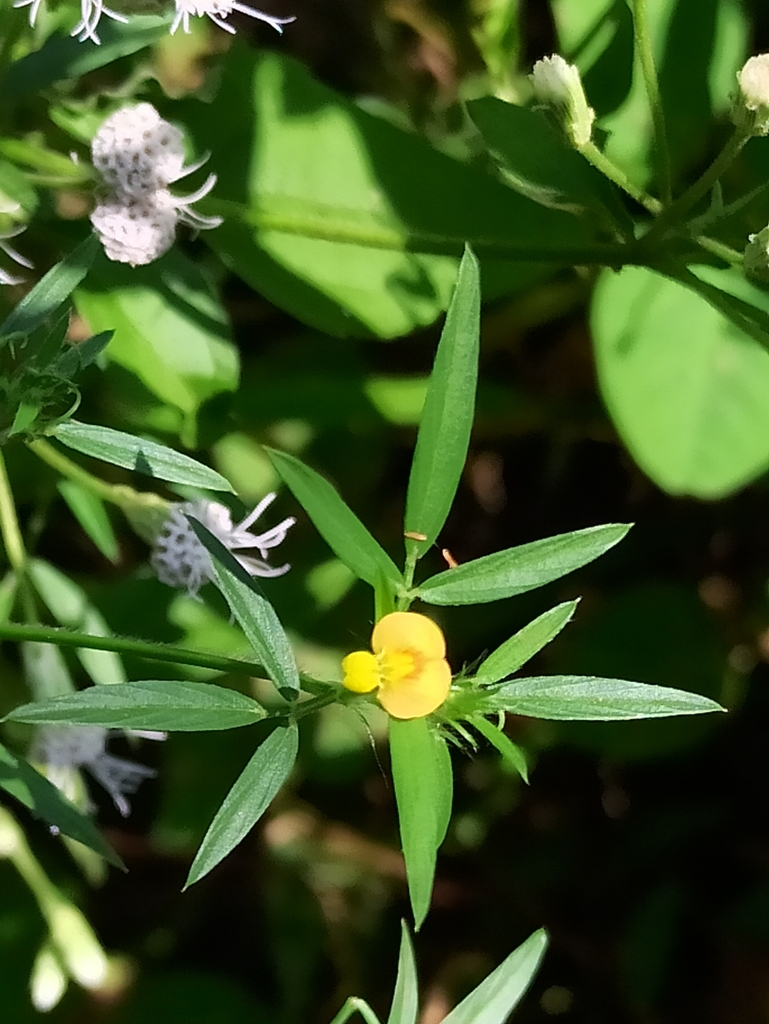 Caribbean Stylo from 3683+QQ, Kallettum Kadavu, Kerala 670308, India on ...