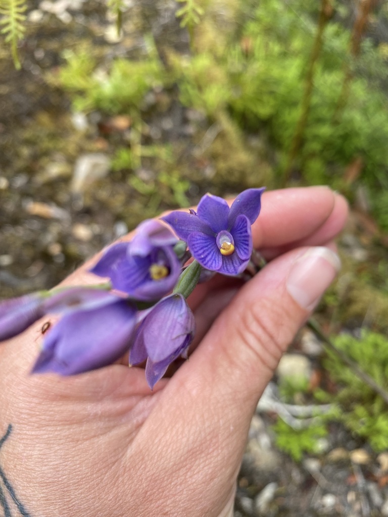toothed thelymitra from Akatarawa Forest, Upper Hutt, Wellington, NZ on ...