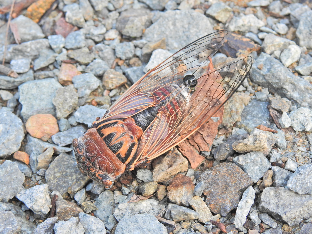Double Drummer from Talegalla Weir QLD 4650, Australia on December 27 ...