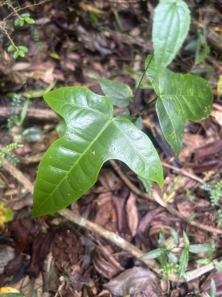 flame tree from Main Range National Park, Goomburra, QLD, AU on ...