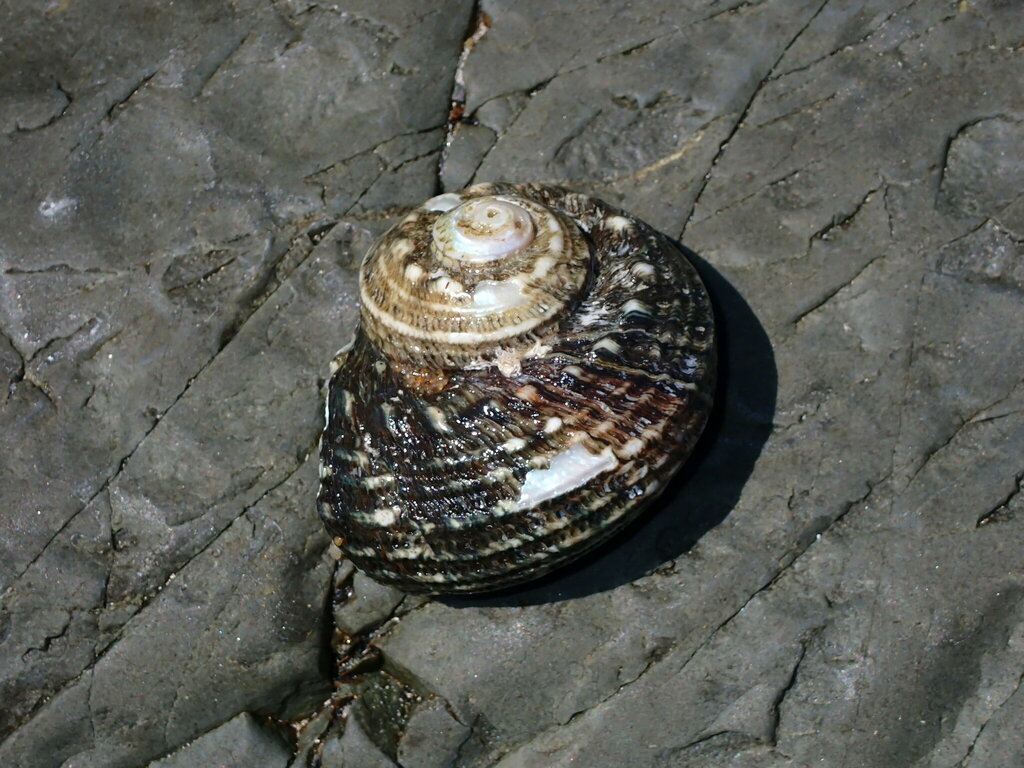 Rough turban shell from Sandy Beach NSW 2456, Australia on December 27 ...