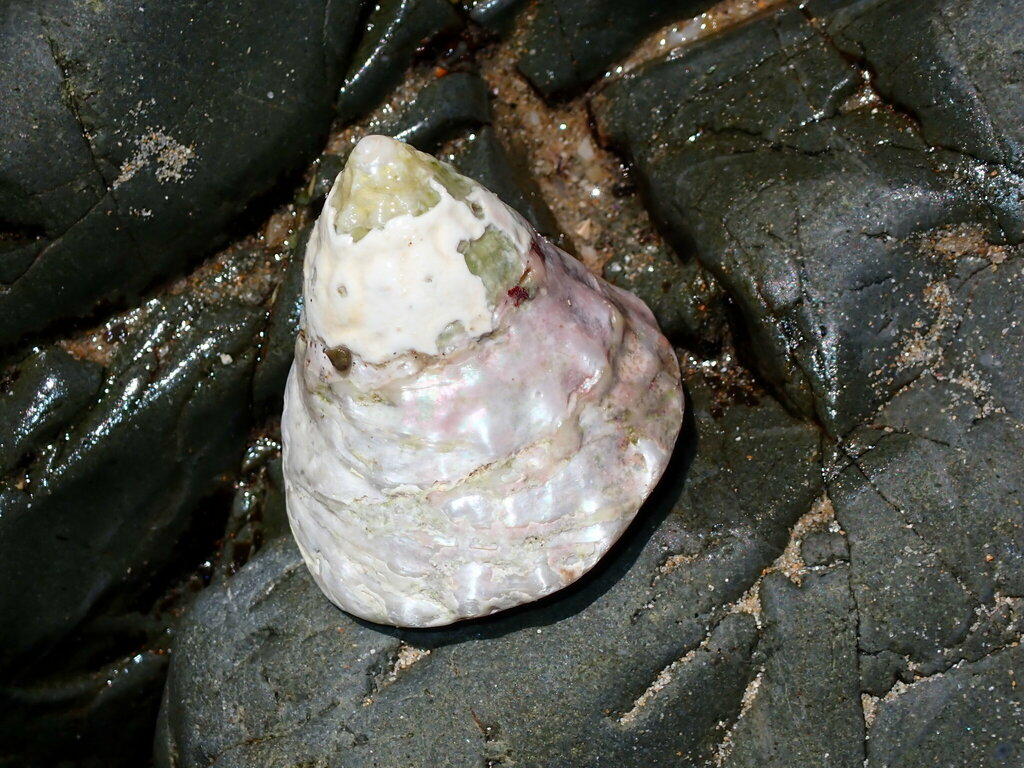 Common Tent Shell from Sandy Beach NSW 2456, Australia on December 27 ...