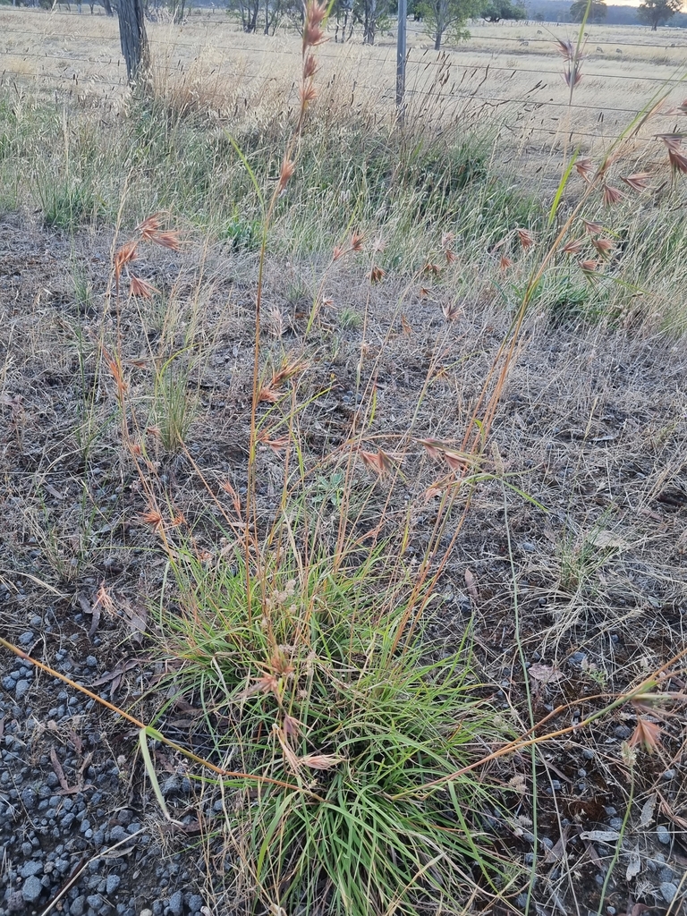 Kangaroo Grass from Emu Creek VIC 3551, Australia on December 27, 2023 ...