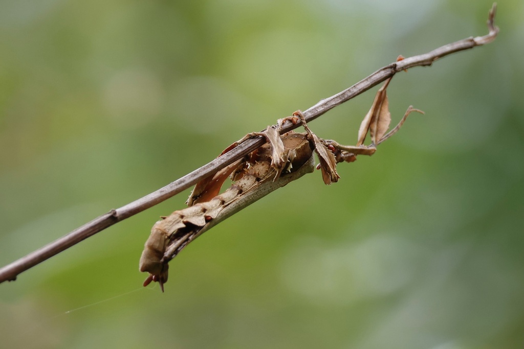 Spiny Leaf insect from Kruckow Rd, East Russell, QLD, AU on December 27 ...