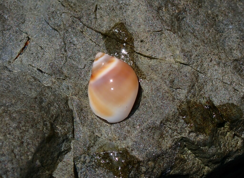 Conical Moon Snail from Sandy Beach NSW 2456, Australia on December 27 ...