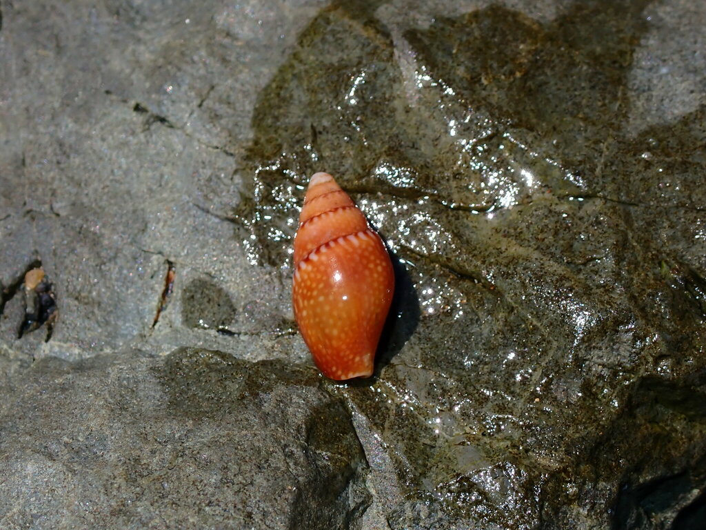 Tortoise Dove Shell from Sandy Beach NSW 2456, Australia on December 27 ...