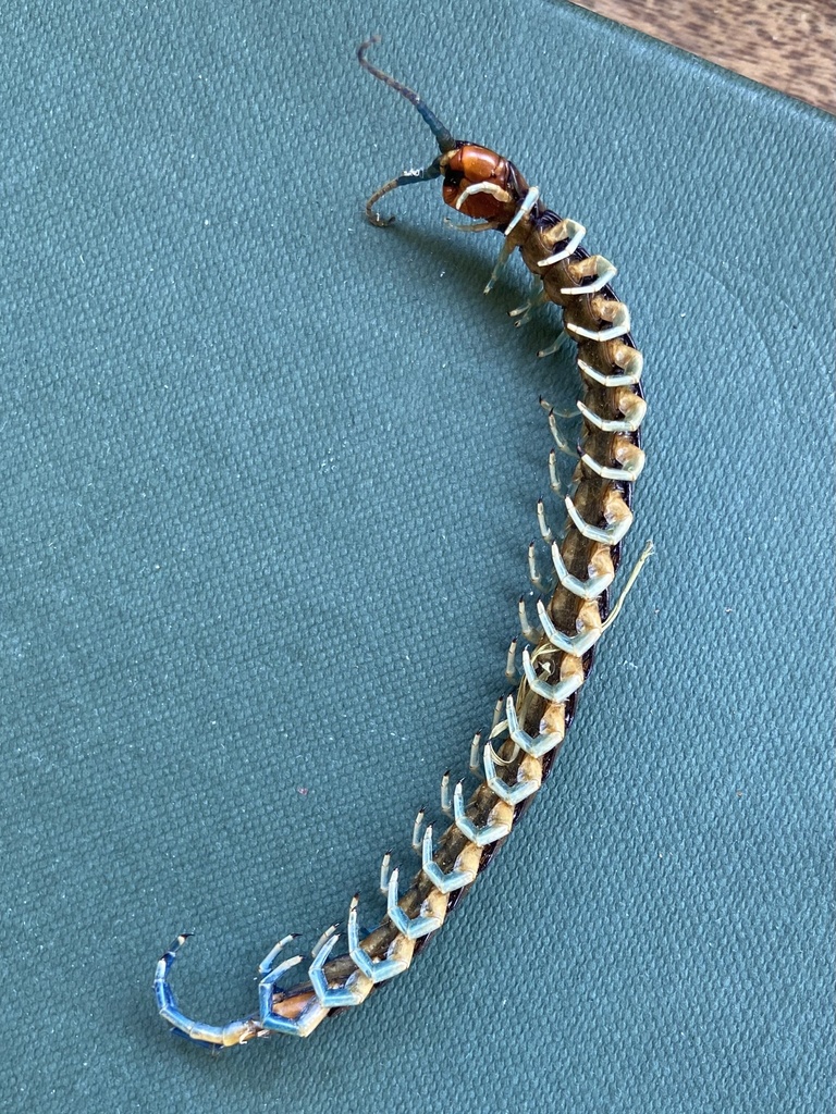 New Zealand giant centipede from North Island, Thames, Waikato, NZ on ...
