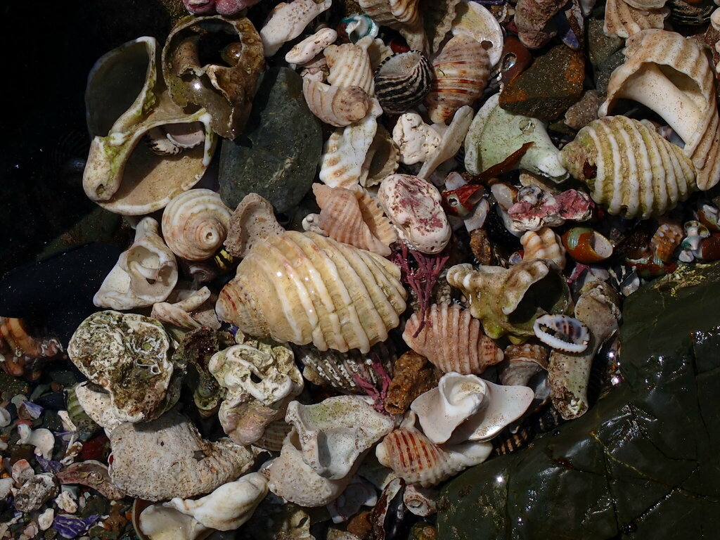 Cart-Rut Shell from Sandy Beach NSW 2456, Australia on December 27 ...