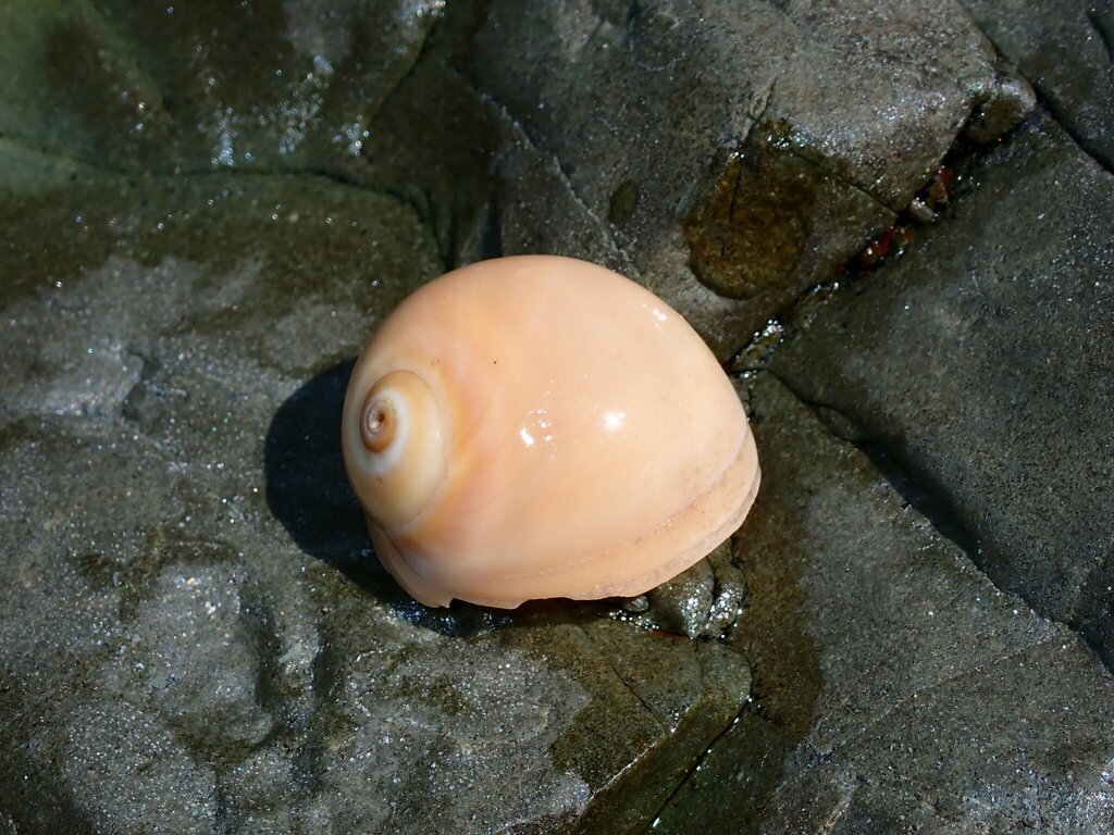Bladder Moon Snail from Sandy Beach NSW 2456, Australia on December 27 ...