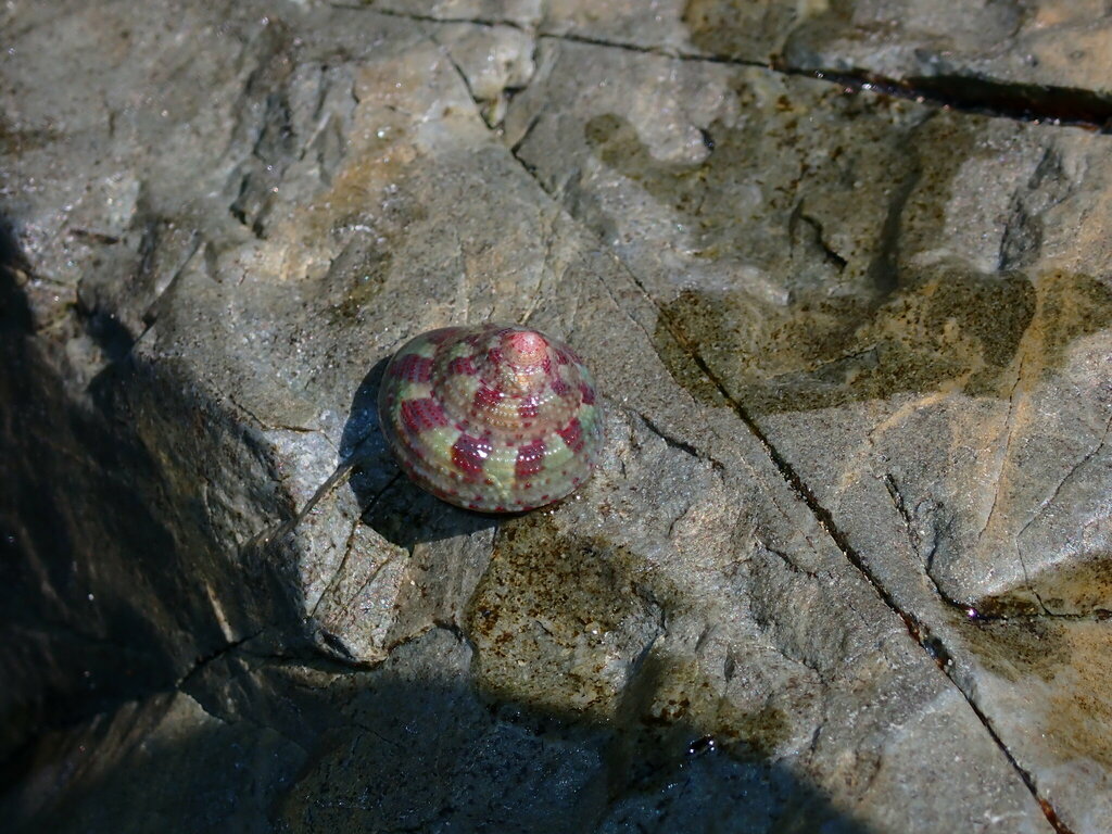 Clanculus clangulus from Sandy Beach NSW 2456, Australia on December 27 ...