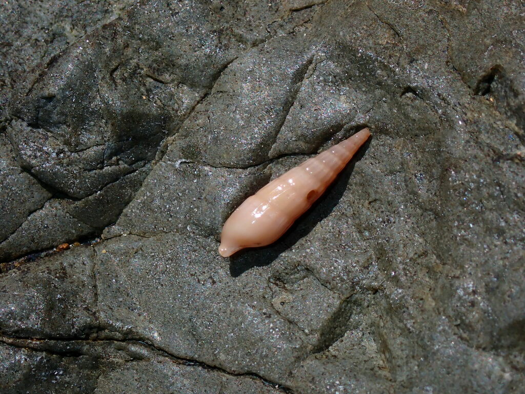 Punctoterebra ballina from Sandy Beach NSW 2456, Australia on December 27, 2023 at 02:37 PM by ...