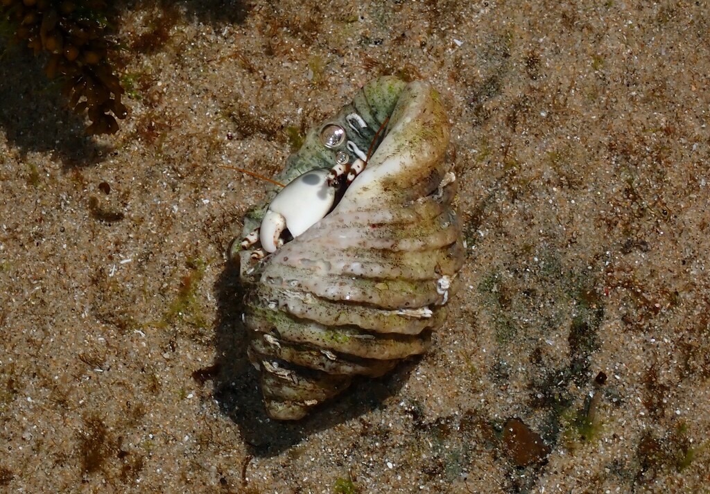 Left-handed Hermit Crab from Sandy Beach NSW 2456, Australia on ...