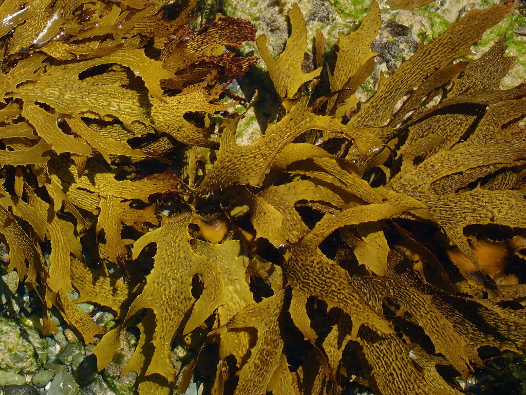 Common Kelp from Sandy Beach NSW 2456, Australia on December 27, 2023 ...