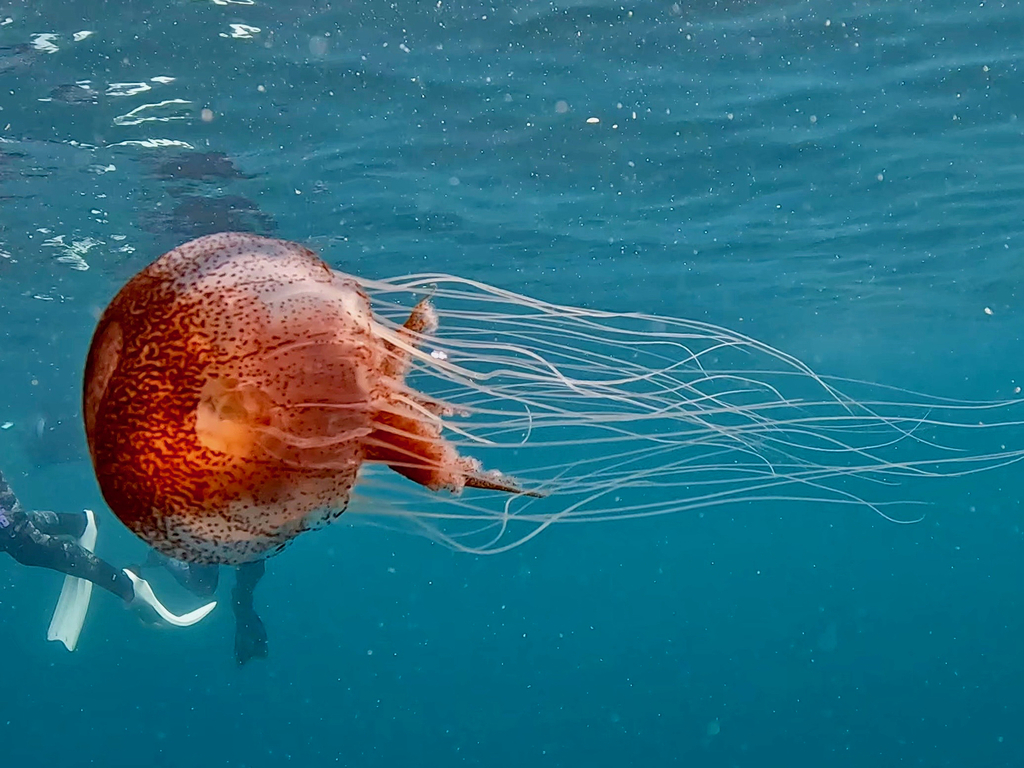 Australian Sea Nettle from Rapid Bay SA 5204, Australia on December 27 ...
