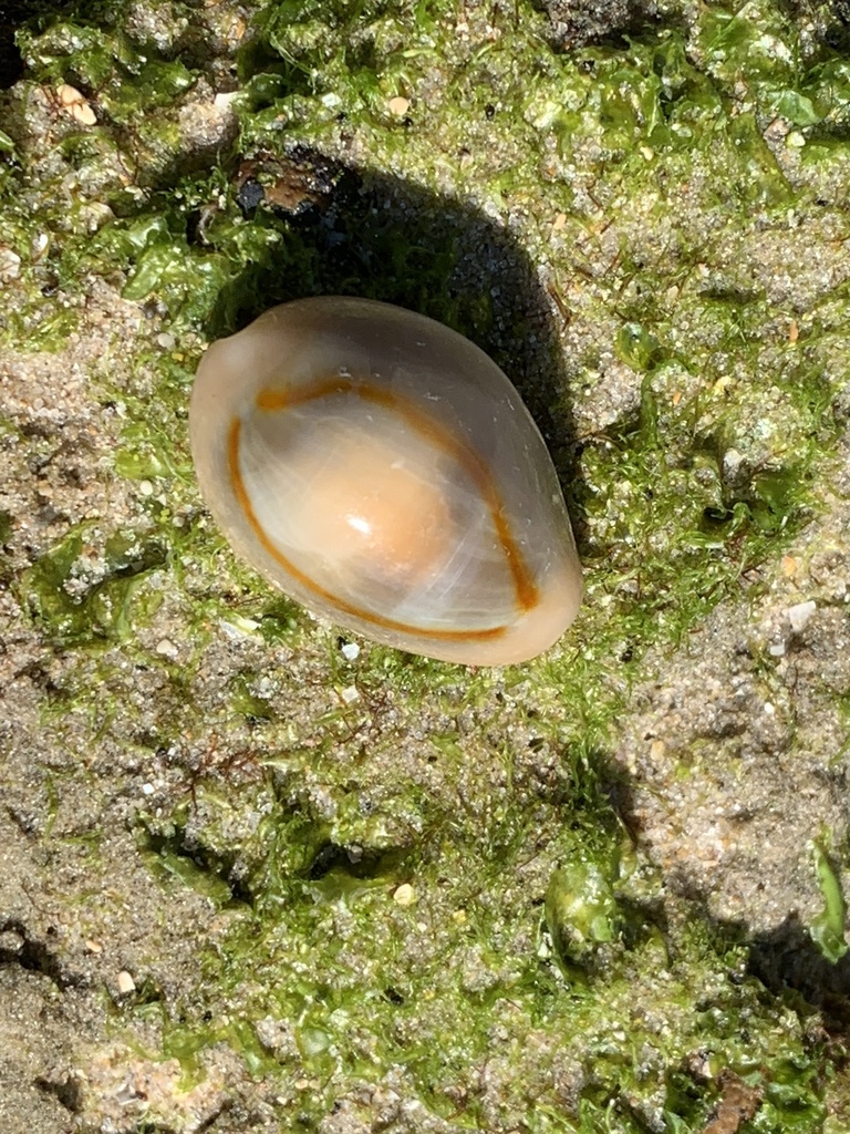Gold Ring Cowry from Yuraygir National Park, Minnie Water, NSW, AU on ...