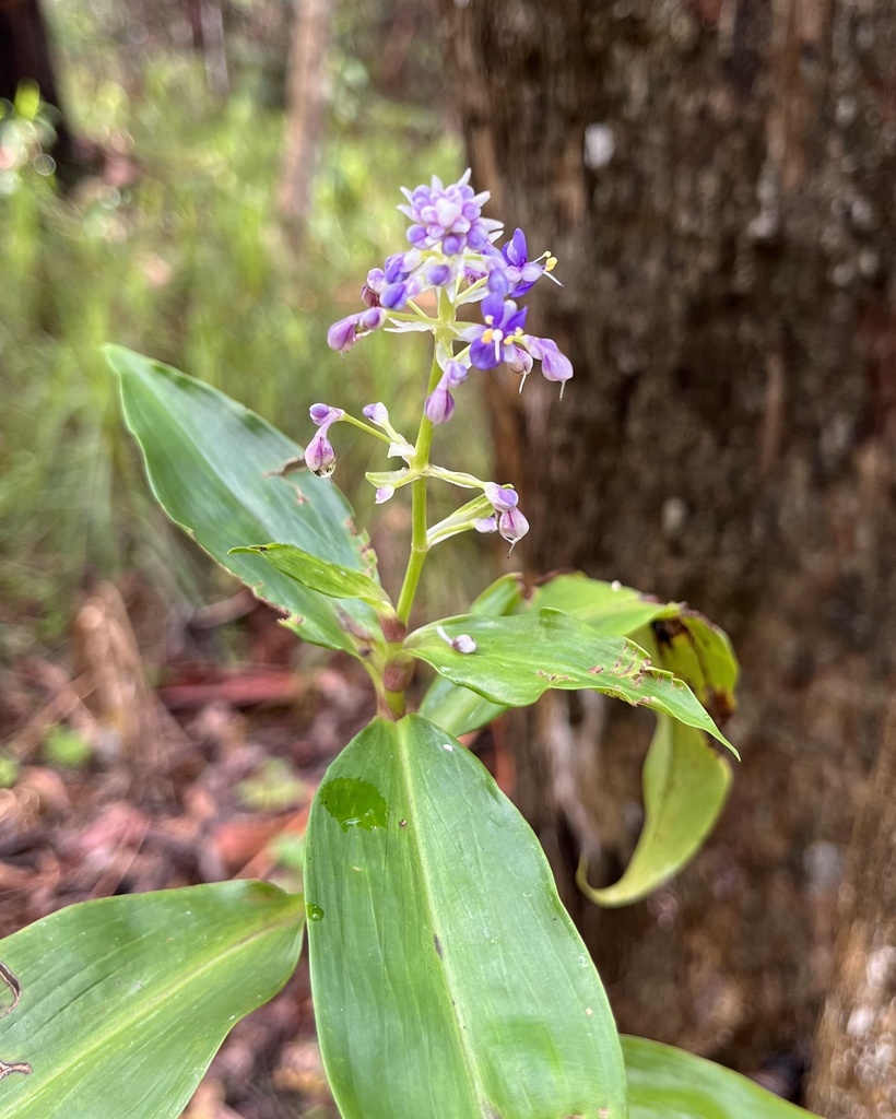 Pollia macrophylla from Melaleuca La, Cootharaba, QLD, AU on December ...
