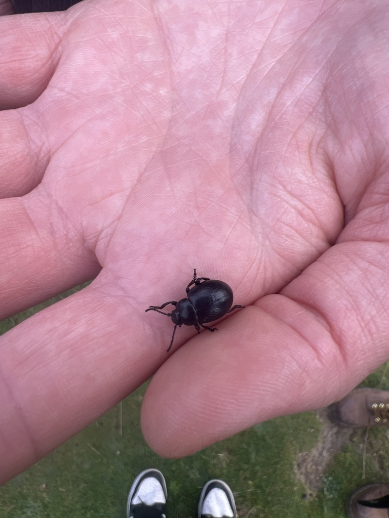 Timarcha from Grande Rue 223 - Tour du Contentin de Berville-sur-Mer ...