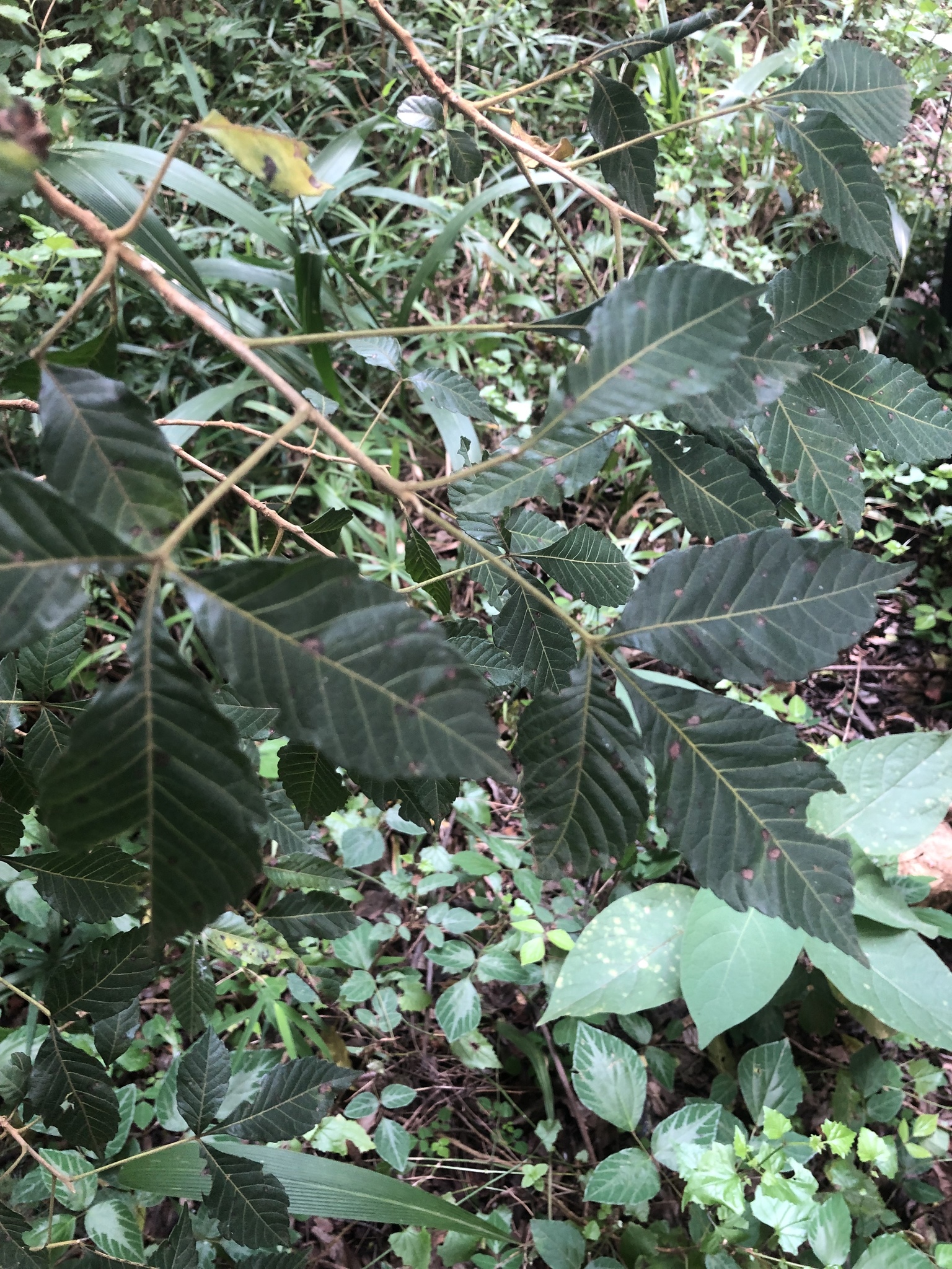 Allophylus africanus P.Beauv.