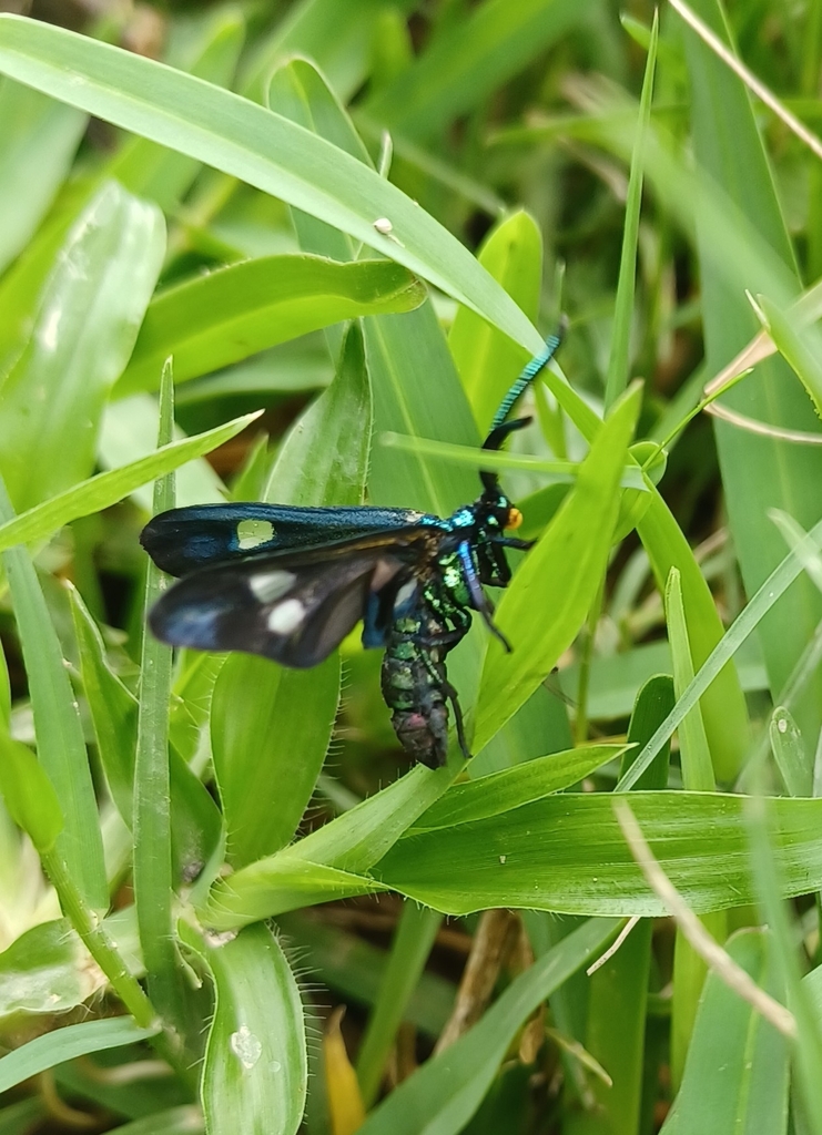 Forester Moths from Kei Mouth, 5260, South Africa on December 27, 2023 ...