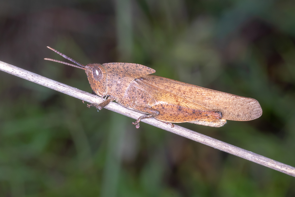 Common Gumleaf Grasshopper from Wonga Park VIC 3115, Australia on ...