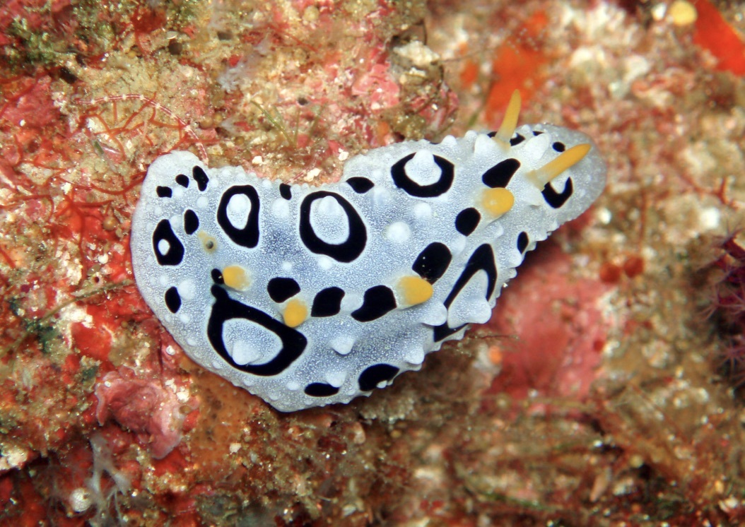 Phyllidia babai Brunckhorst, 1993