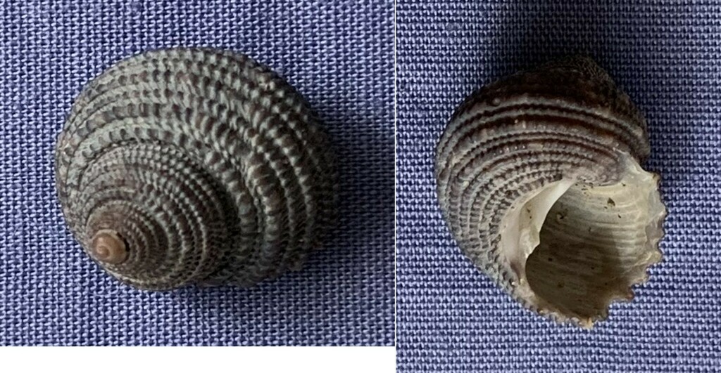 Euchelus atratus in February 2013 by vrebizant. 14 mm · iNaturalist