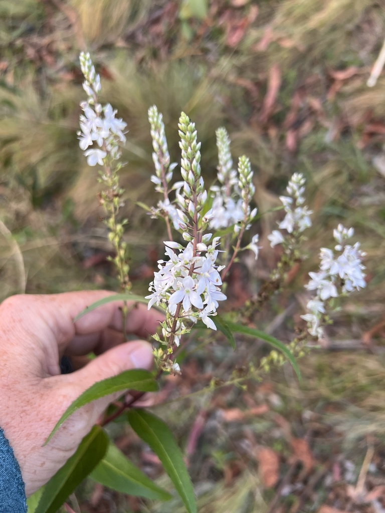 derwent speedwell from Kanangra-Boyd National Park, Kanangra, NSW, AU ...