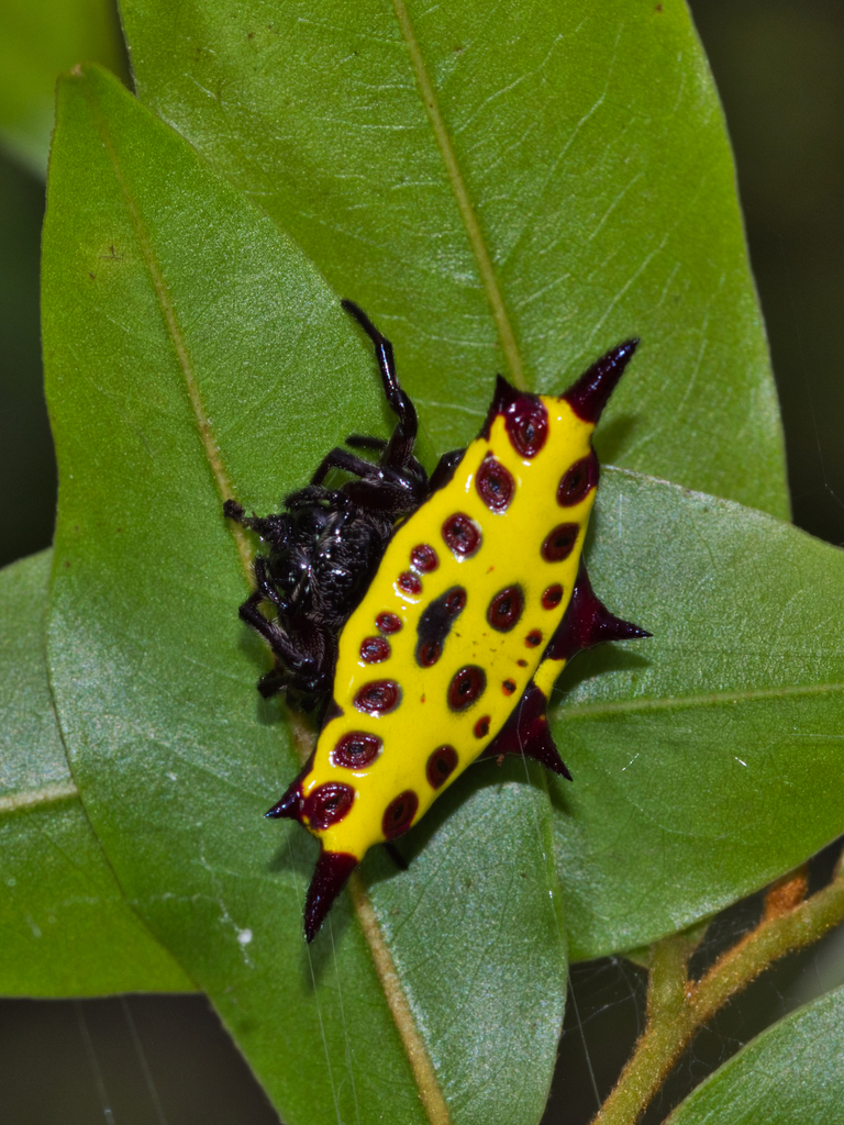 Christmas spider from Usmetan, Oecusse, Timor-Leste on December 27 ...