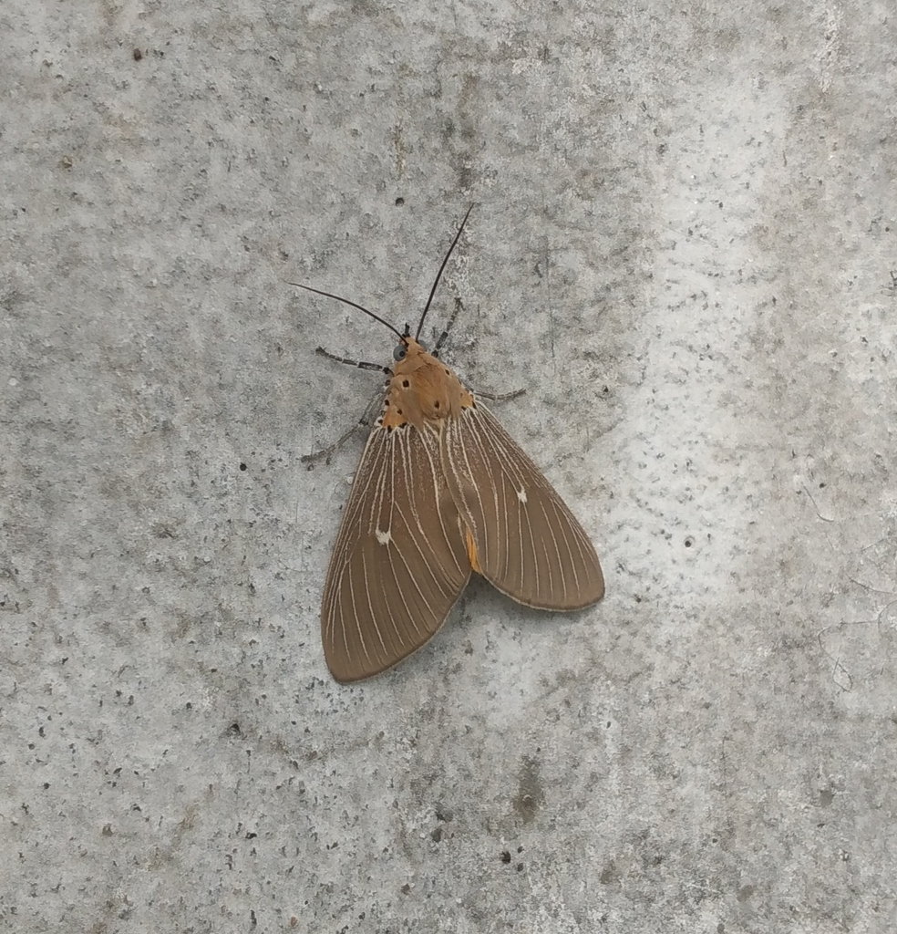 Tropical Tiger Moth from GMM9+W4P, Raghunathpur, West Bengal 723133 ...