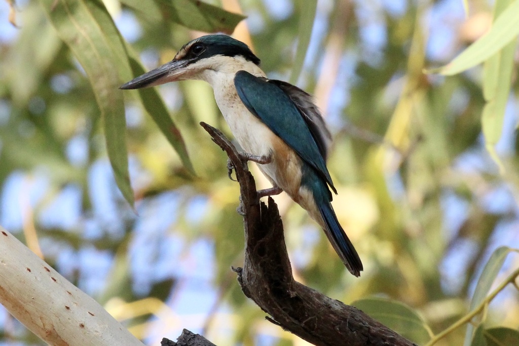 Sacred Kingfisher from Mount Isa, QLD, AU on December 27, 2023 at 06:32 ...