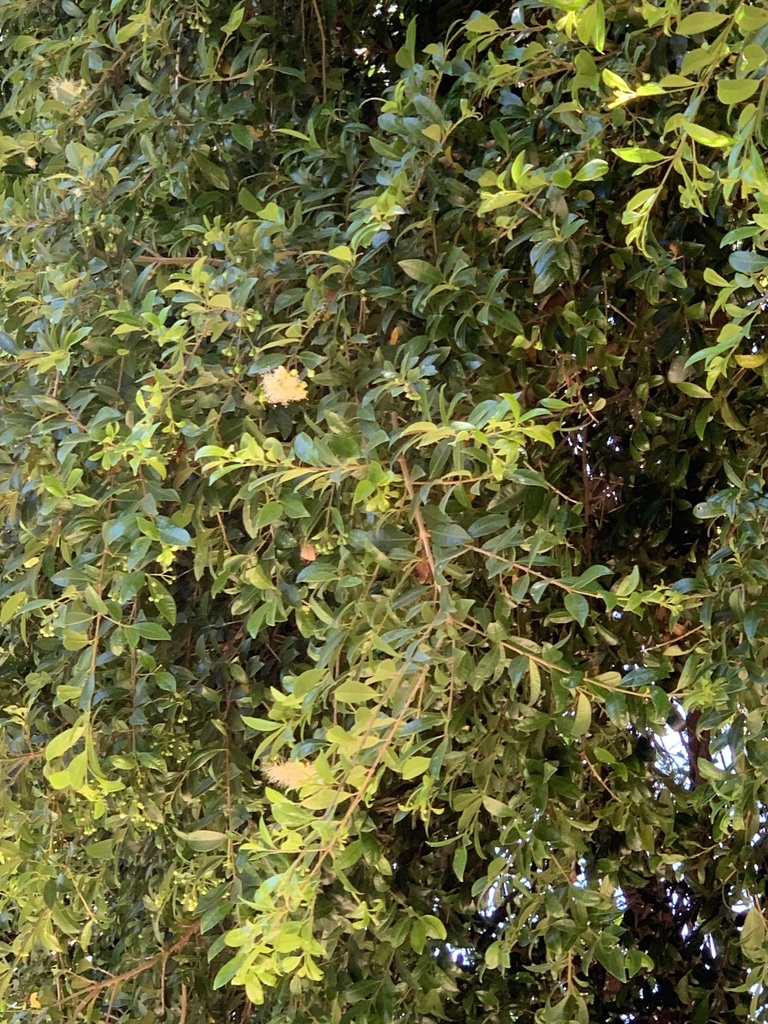 scrub cherry from Stellenbosch Rural, Stellenbosch, WC, ZA on December ...