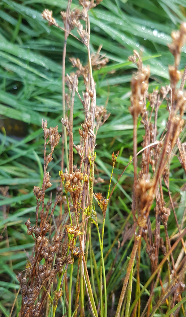 Slender Path Rush from Wilmslow SK9, UK on October 29, 2023 at 09:35 AM ...