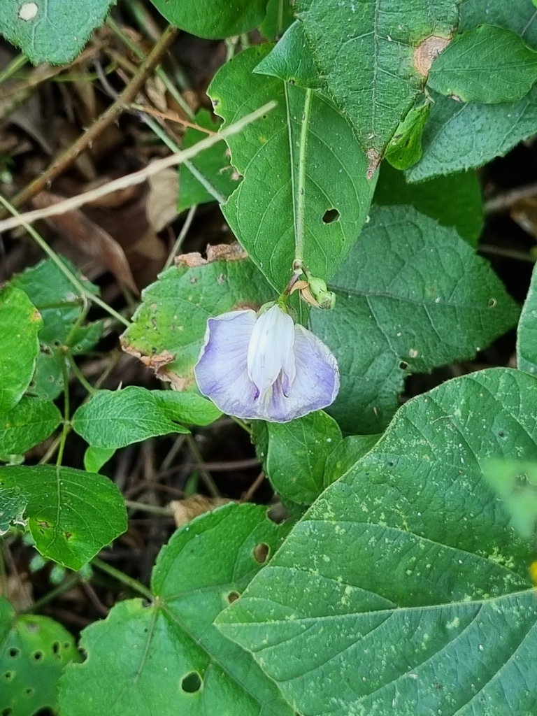 Butterfly Peas in December 2023 by Ganesh Mohan T · iNaturalist