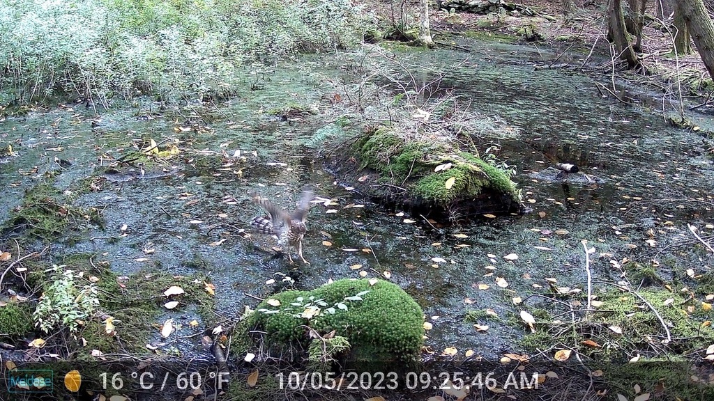 Cooper's Hawk from Walpole, NH, USA on October 5, 2023 at 09:25 AM by ...