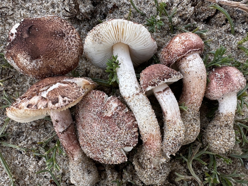 star dapperling in November 2023 by Guinberteau Jacques · iNaturalist